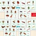 Insect Unit Study,preschool Curriculum,insect Bundle,insect Montessori ...