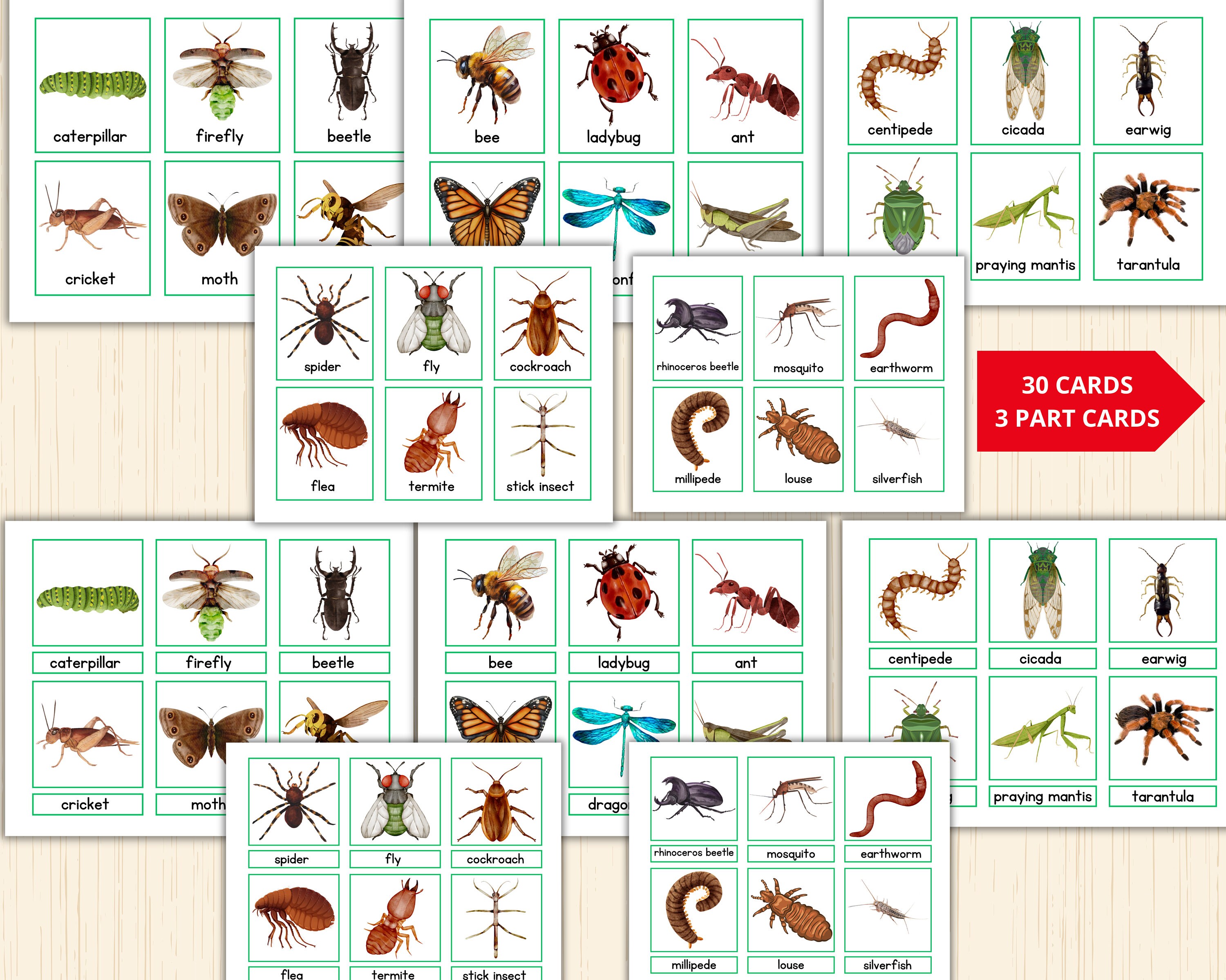 Insect Unit Study,preschool Curriculum,insect Bundle,insect Montessori ...
