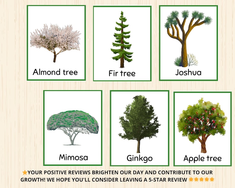 Tree Flashcards,tree Montessori Preschool,tree Unit Study,forest ...