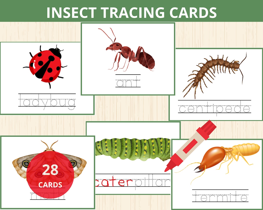 Insect Tracing Cards,spring Preschool,letter Tracing Cards,handwriting ...