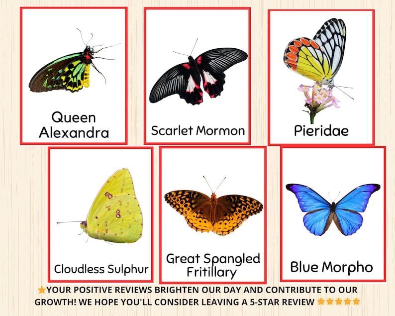 Butterfly Flashcards,butterfly Preschool Montessori,butterfly Unit ...