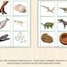 Fossil Identification Card,dinosaur Fossil,prehistoric Fossils,fossil ...