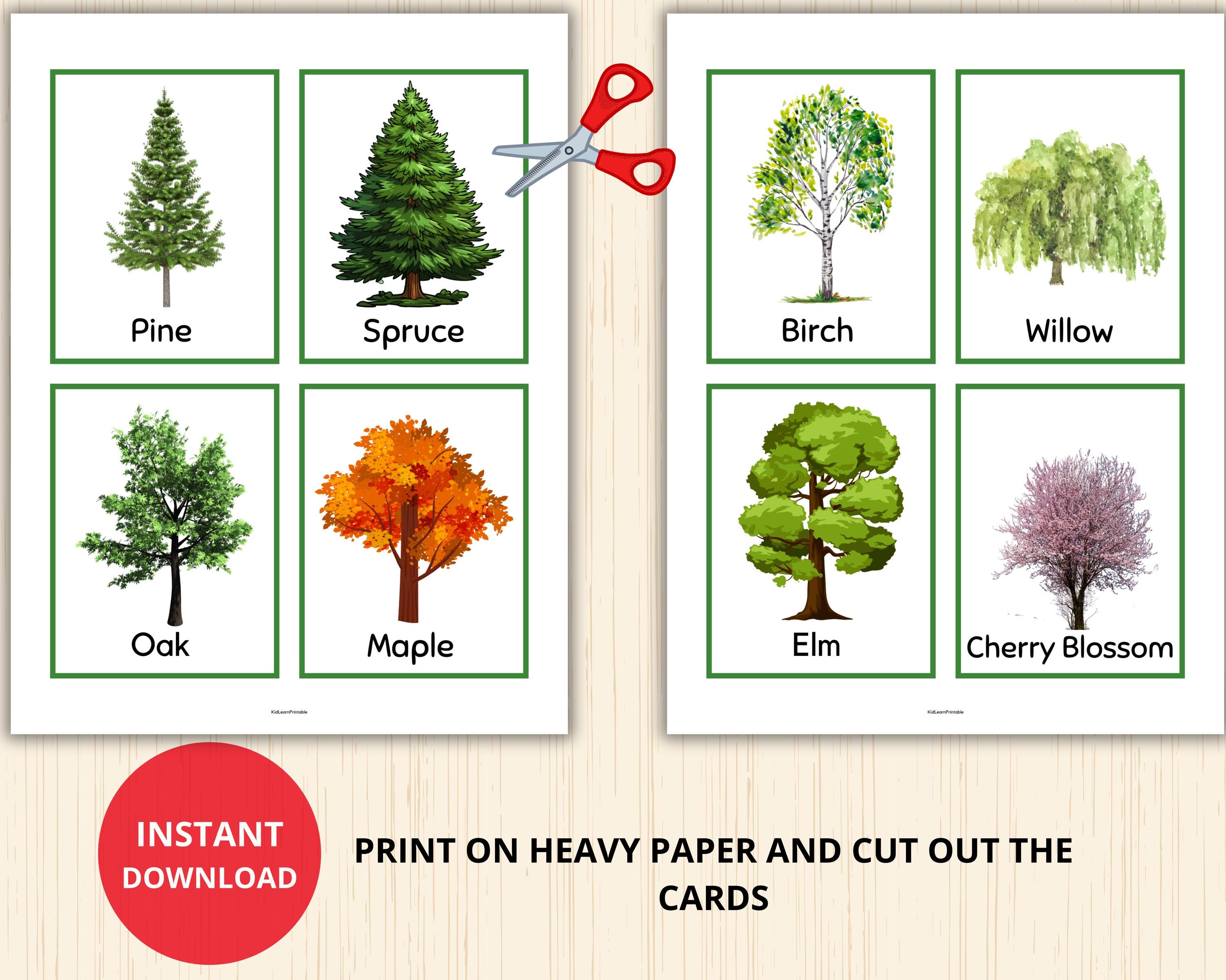 Tree Flashcards,tree Montessori Preschool,tree Unit Study,forest ...