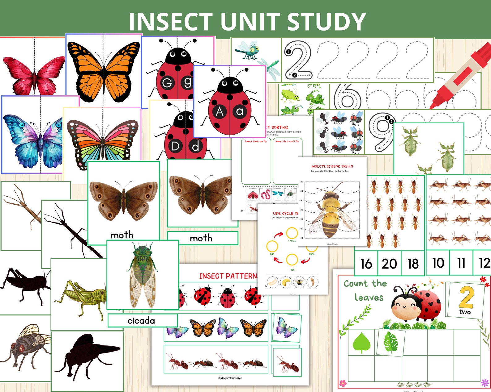 Insect Unit Study,preschool Curriculum,insect Bundle,insect Montessori ...