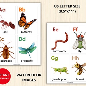 Insect Flashcards, Bug Alphabet,insect Alphabet Cards, Alphabet Flash ...