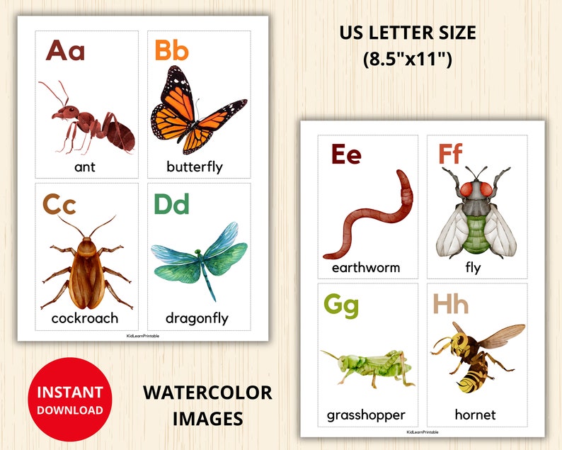Insect Flashcards, Bug Alphabet,insect Alphabet Cards, Alphabet Flash ...