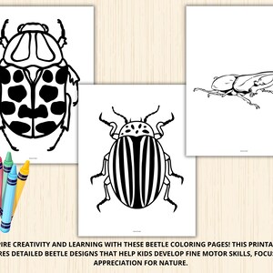 Beetles Coloring Pages,beetle Coloring Sheets,beetle Unit Study,insects ...