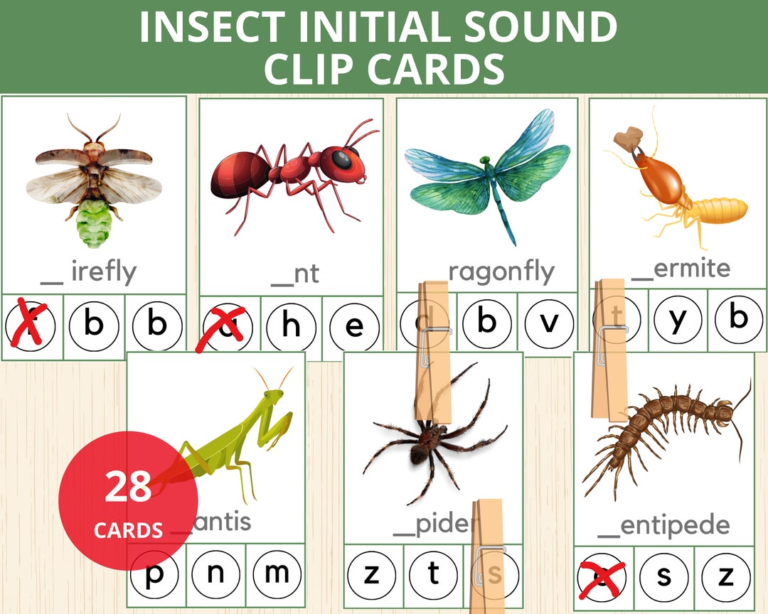Insects Beginning Sound Clip Cards,insect Activity,flashcards,insect ...