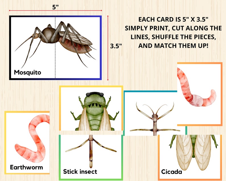 Insect Matching Activity, Insect Puzzles, Insect Symmetry, Bug Matching ...