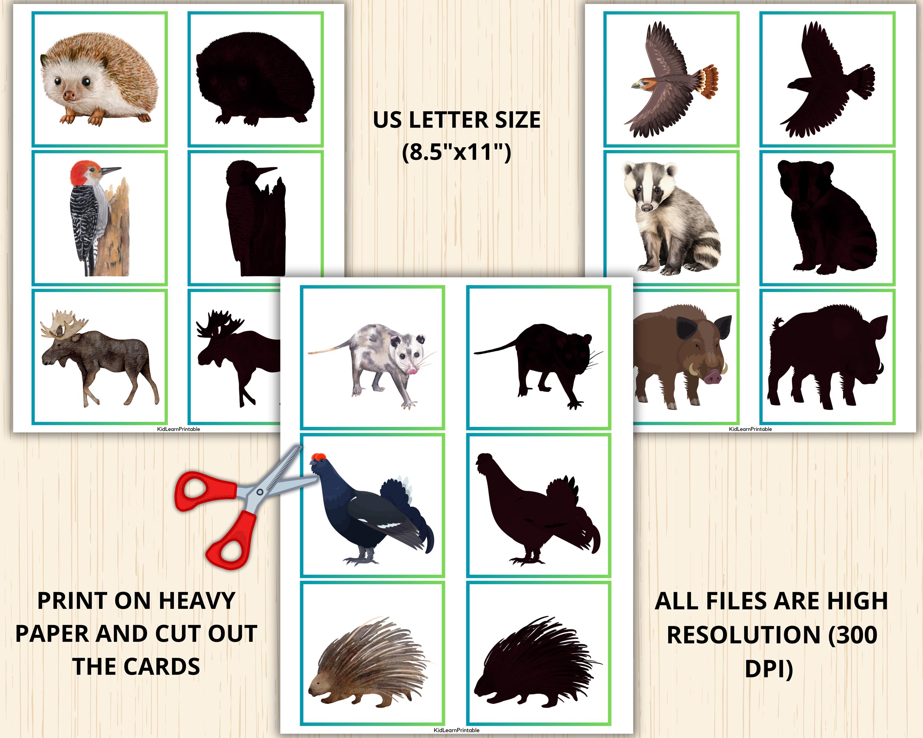 Woodland Animals Shadow Matching,forest Animals Cards,preschool ...