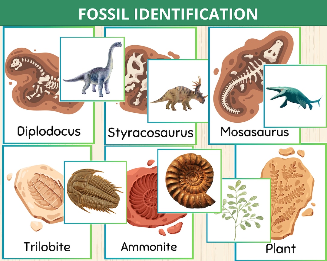 Fossil Identification Card,dinosaur Fossil,prehistoric Fossils,fossil Matching,dinosaurs ...