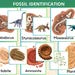 Fossil Identification Card,dinosaur Fossil,prehistoric Fossils,fossil ...