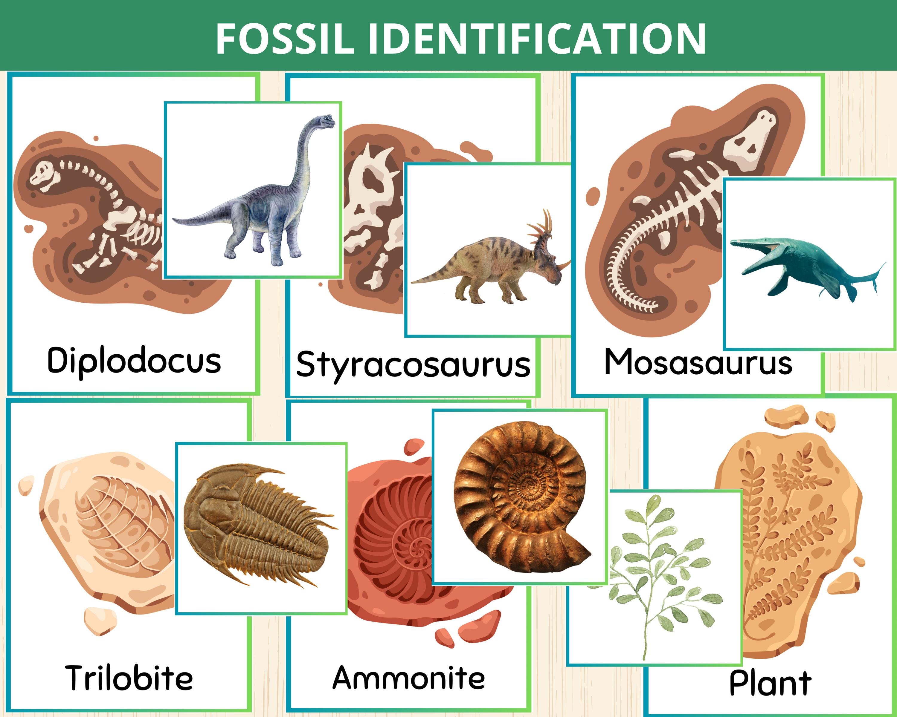 Fossil Identification Card,dinosaur Fossil,prehistoric Fossils,fossil ...