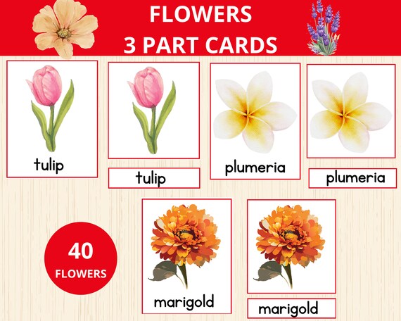 Types Of Flowering Plants Basic 3