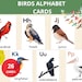 Birds Flashcards, Birds Alphabet Cards, Alphabet Flash Cards, Birds ...