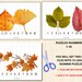 Fall Leaves Number Puzzles,autumn Preschool Math Activity,leaf Puzzle ...