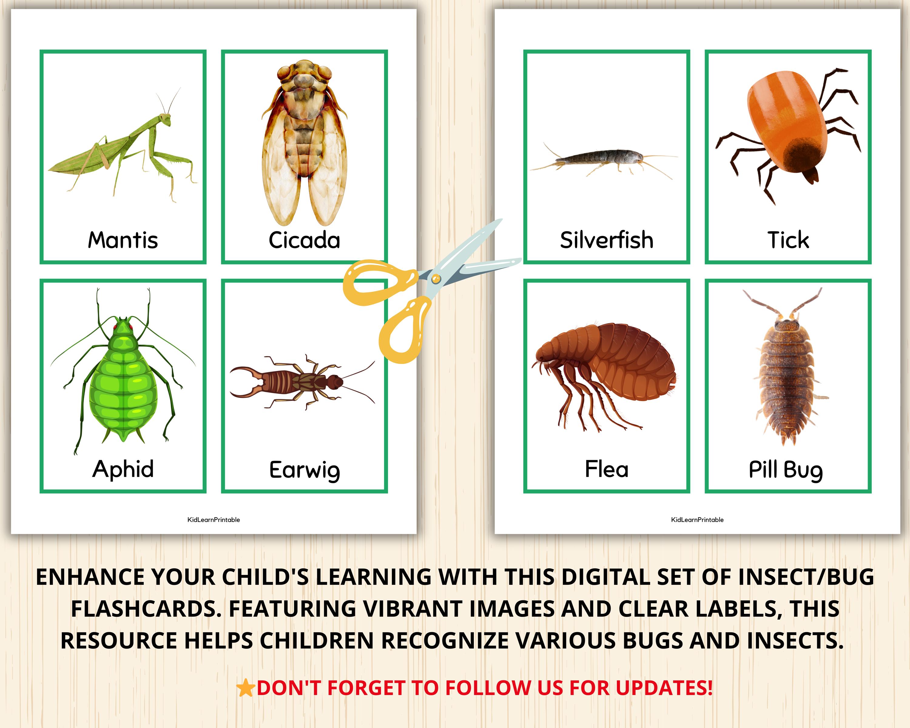 Insect Flashcards,bug Flashcards,bugs Montessori Preschool,bug ...