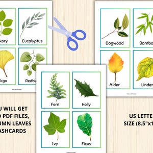 Autumn Leaves Flashcards,fall Montessori,homeschooling,leaf ...