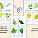 Autumn Leaves Flashcards,fall Montessori,homeschooling,leaf ...