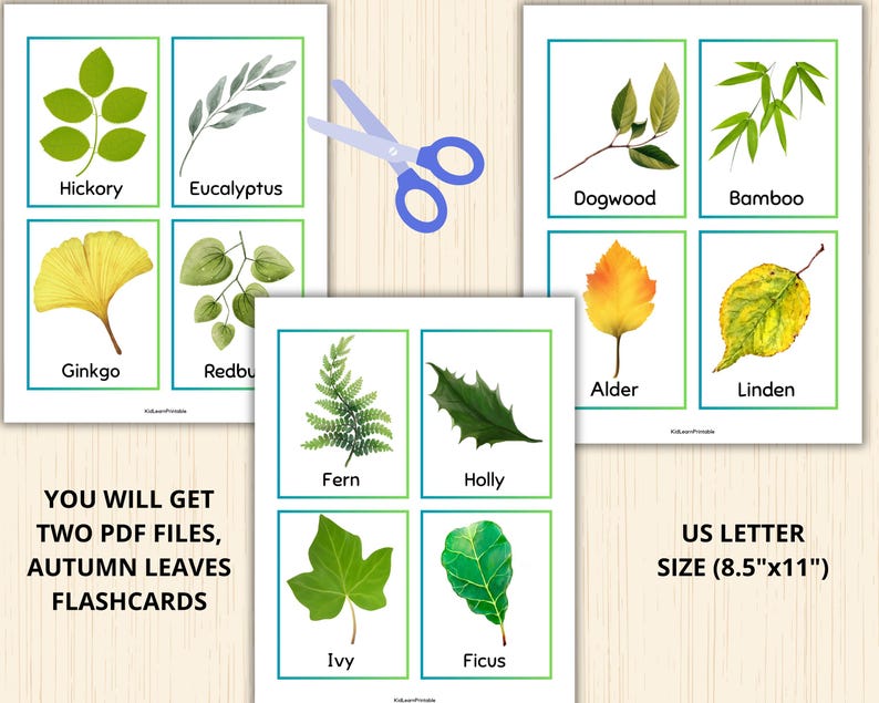 Autumn Leaves Flashcards,fall Montessori,homeschooling,leaf ...