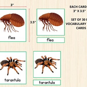 Insect Montessori Printable 3 Part Cards,bug Montessori 3 Part Cards ...