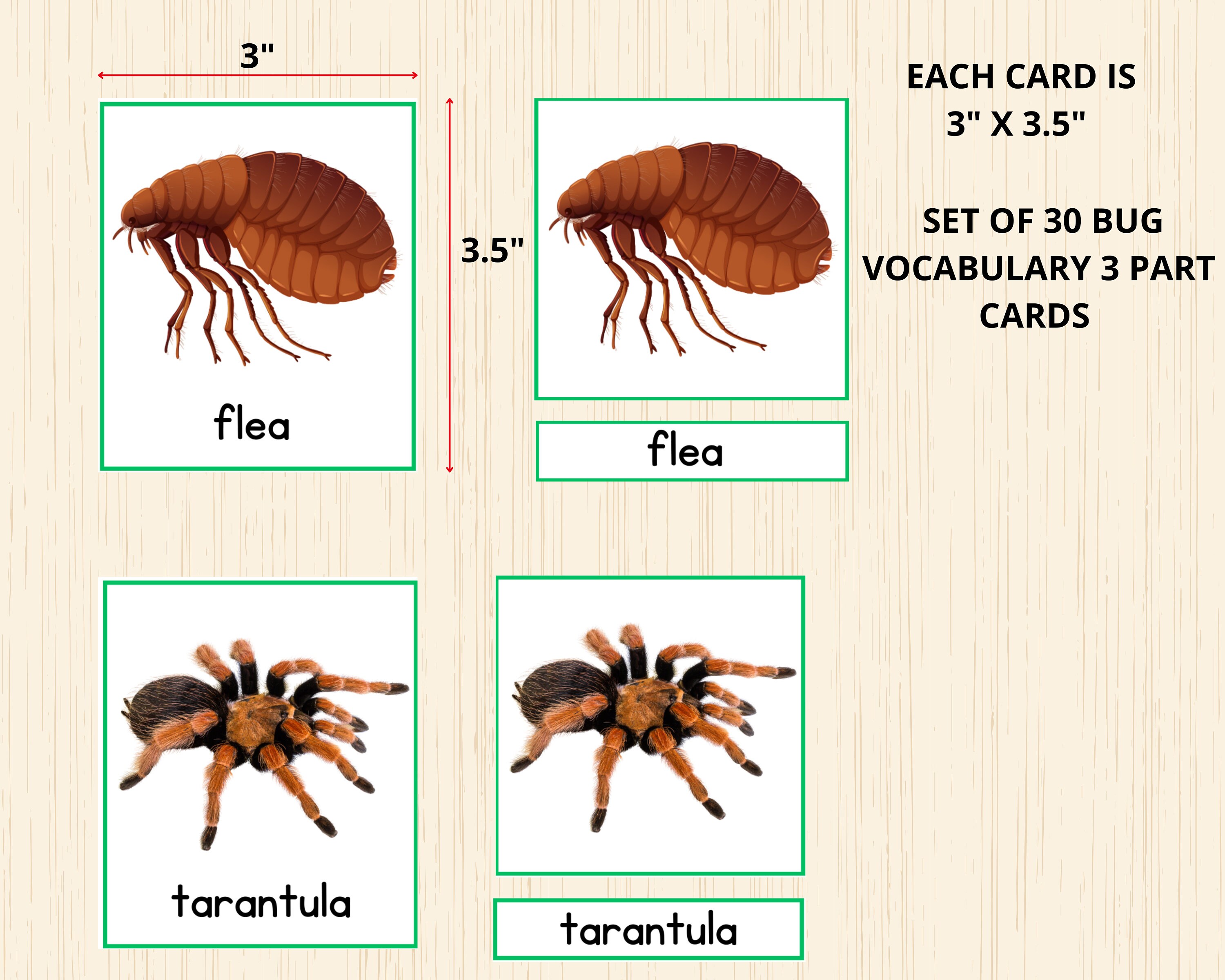 Insect Montessori Printable 3 Part Cards,bug Montessori 3 Part Cards ...