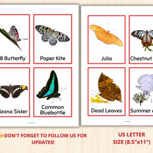 Butterfly Flashcards,butterfly Preschool Montessori,butterfly Unit ...