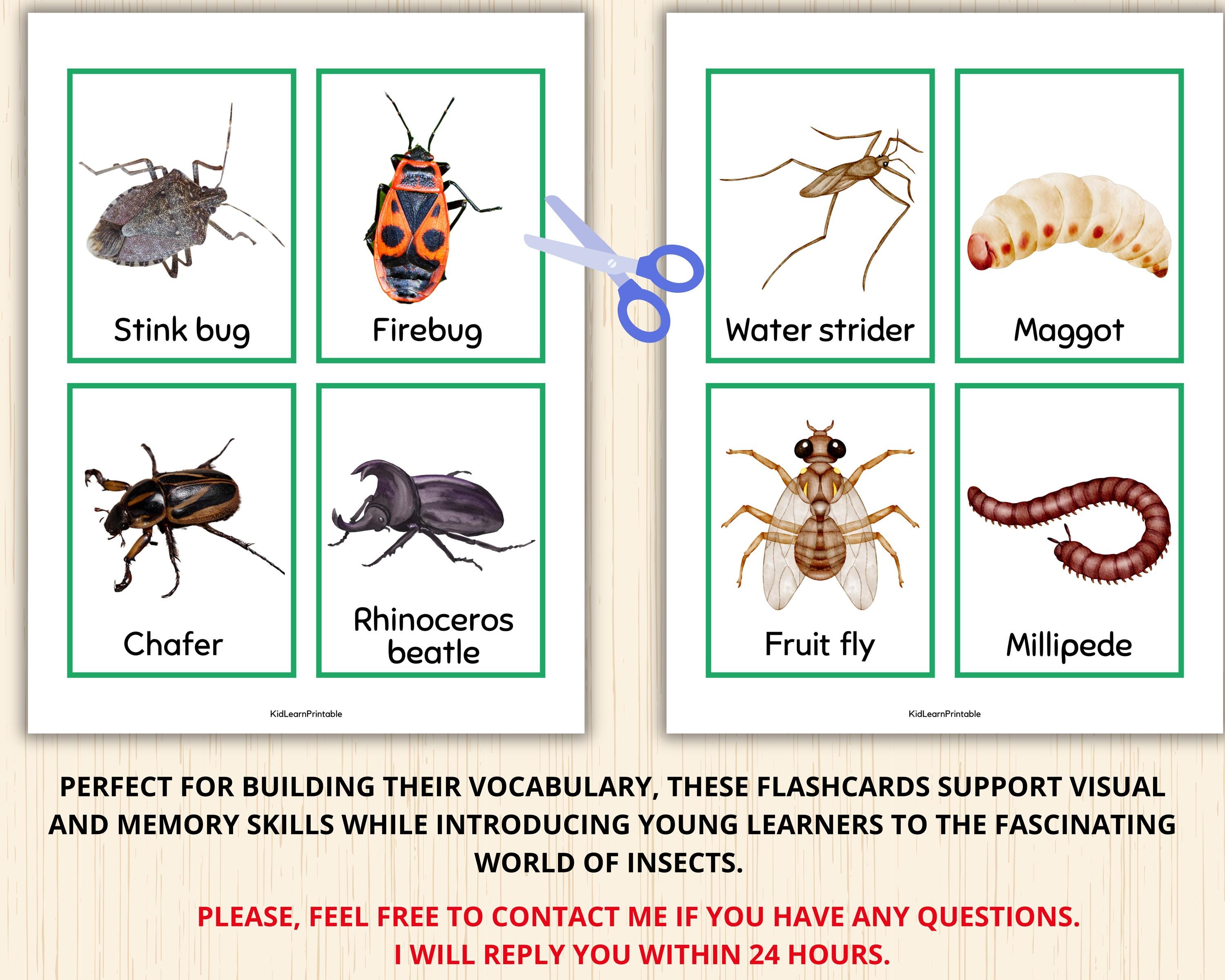 Insect Flashcards,bug Flashcards,bugs Montessori Preschool,bug ...