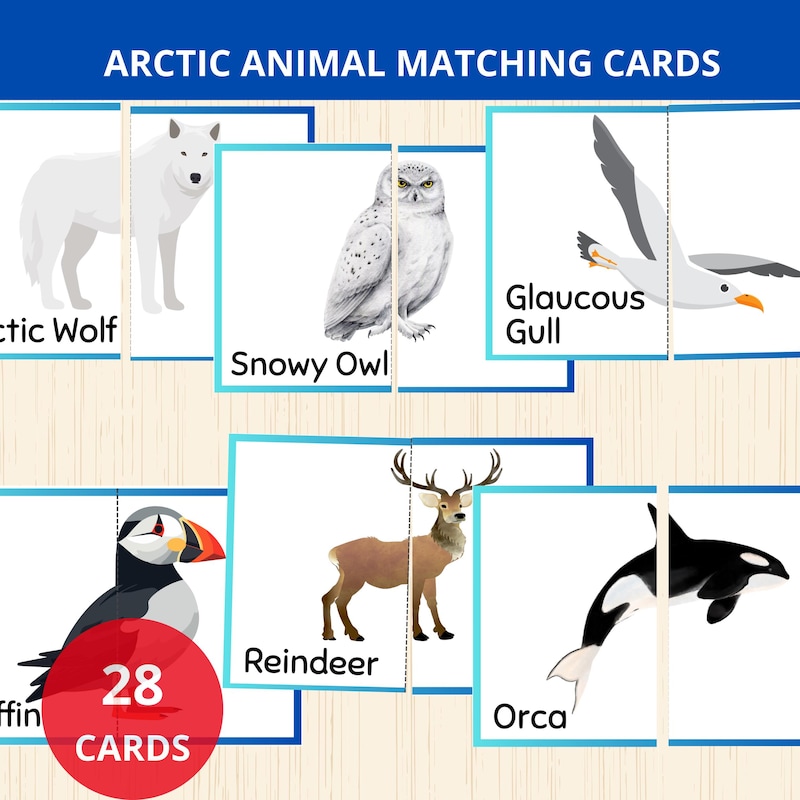Animal Flash Cards - Etsy