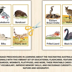 Australian Animal Flashcards,australia Flash Cards,australia Montessori ...