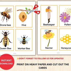 Bee Flashcards,honeybee Flashcards,nature Cards,bee Unit Study,insect ...