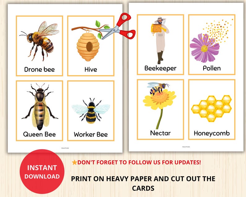 Bee Flashcards,honeybee Flashcards,nature Cards,bee Unit Study,insect ...
