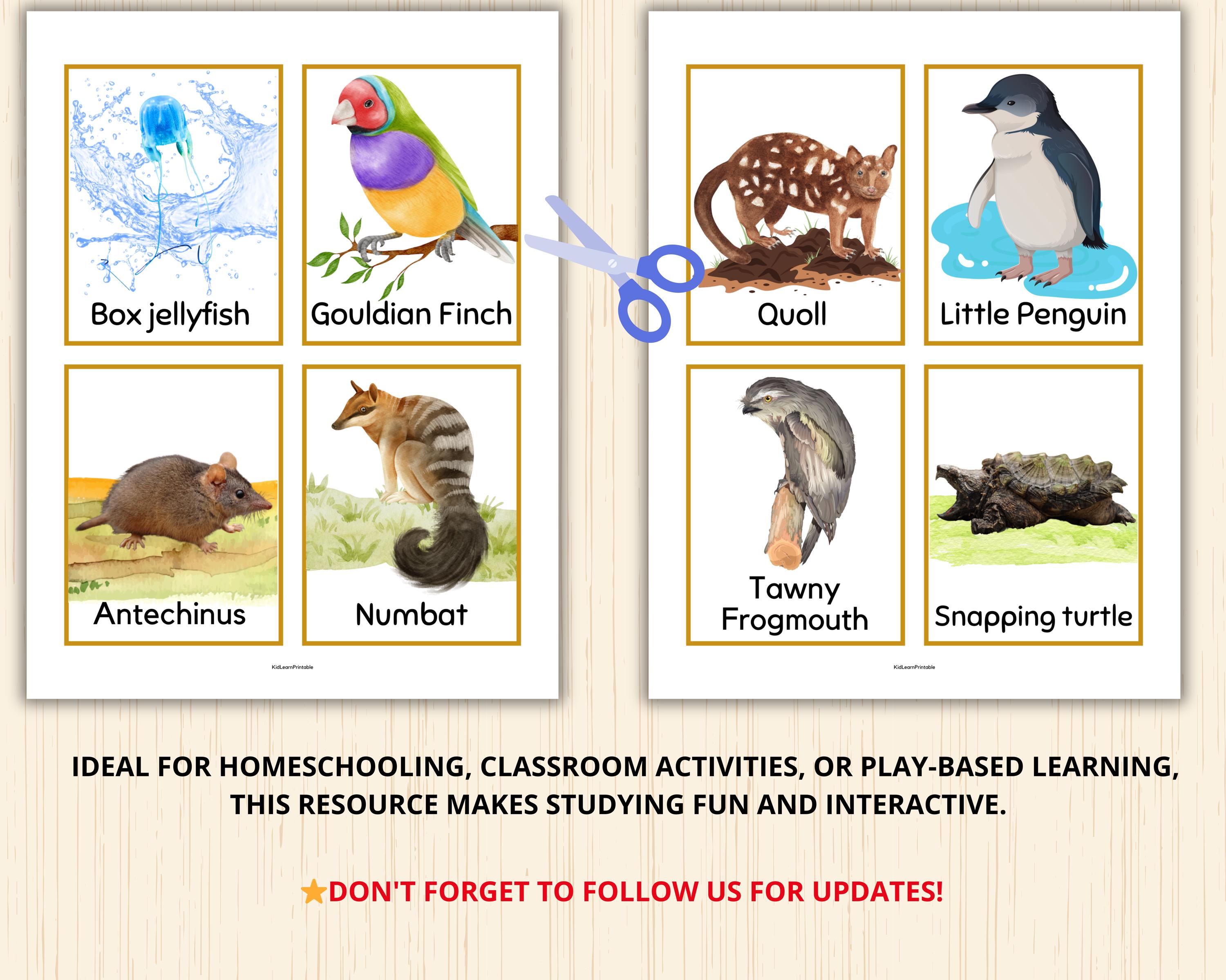 Australian Animal Flashcards,australia Flash Cards,australia Montessori ...
