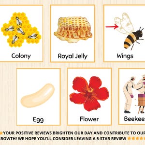 Bee Flashcards,honeybee Flashcards,nature Cards,bee Unit Study,insect ...