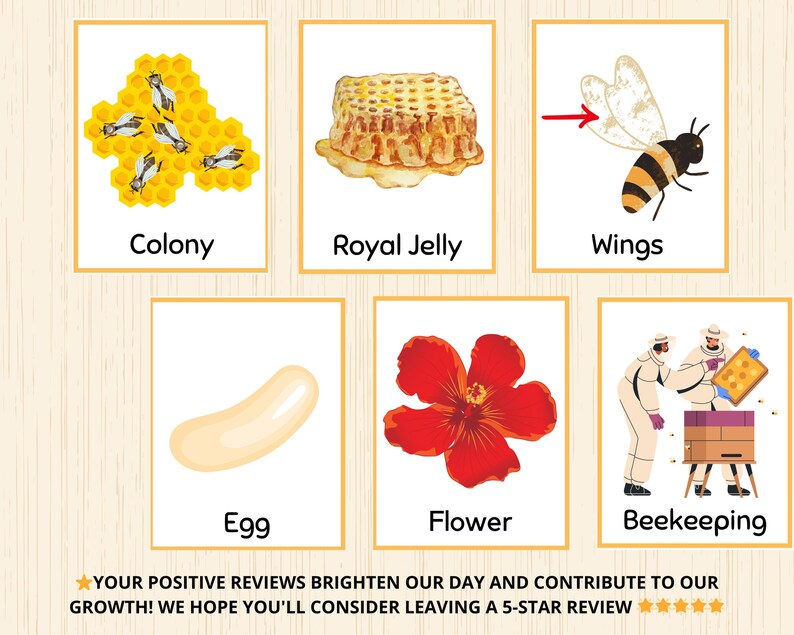Bee Flashcards,honeybee Flashcards,nature Cards,bee Unit Study,insect ...