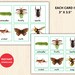Insect Montessori Printable 3 Part Cards,bug Montessori 3 Part Cards ...