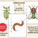 Insect Preschool,insect Number Puzzles,number Sequence,numbers 1-10 ...