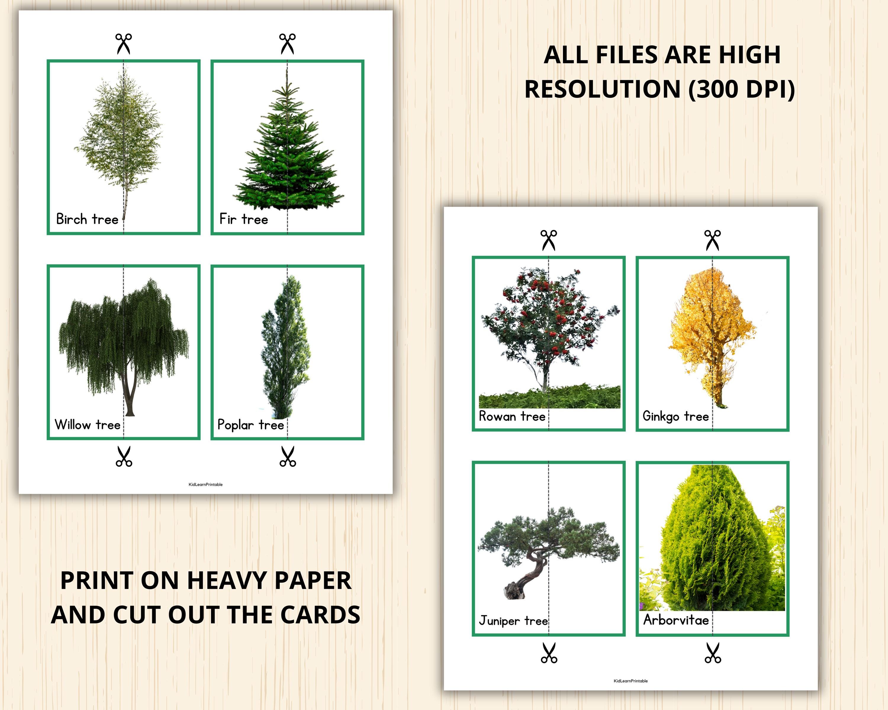 Tree Flashcards,tree Matching Cards,tree Real Pictures,tree Montessori ...