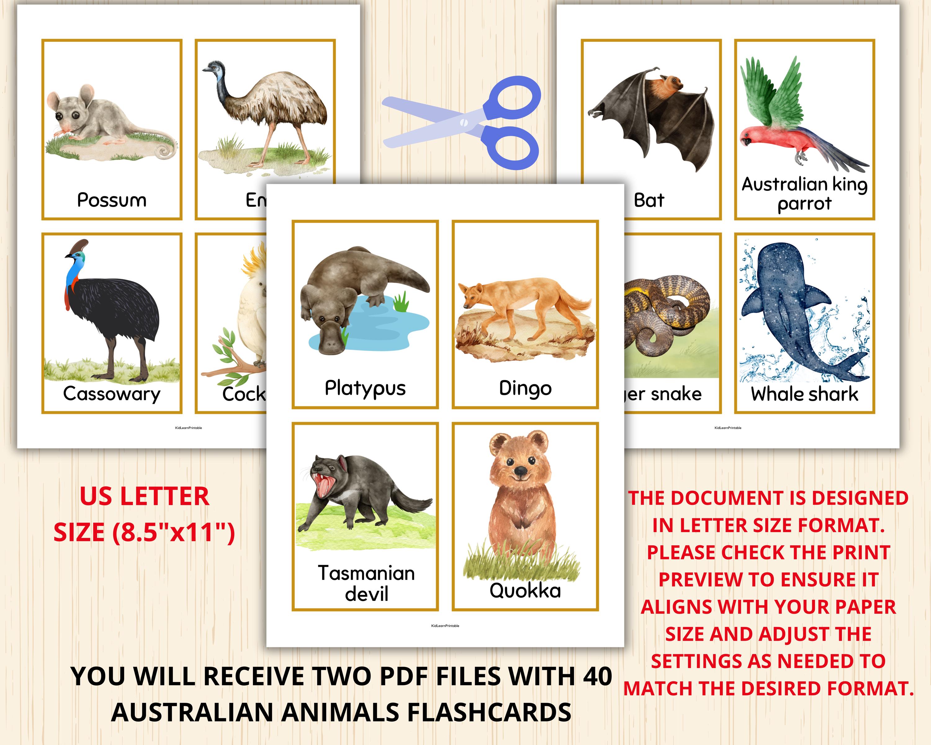 Australian Animal Flashcards,australia Flash Cards,australia Montessori ...