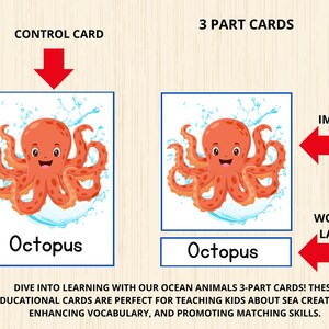 Ocean Montessori 3 Part Cards,sea Animals Vocabulary Cards,ocean Animal ...