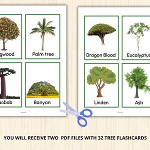 Tree Flashcards,tree Montessori Preschool,tree Unit Study,forest ...