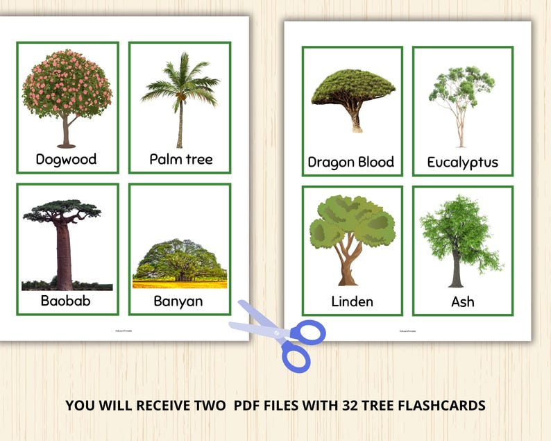 Tree Flashcards,tree Montessori Preschool,tree Unit Study,forest ...