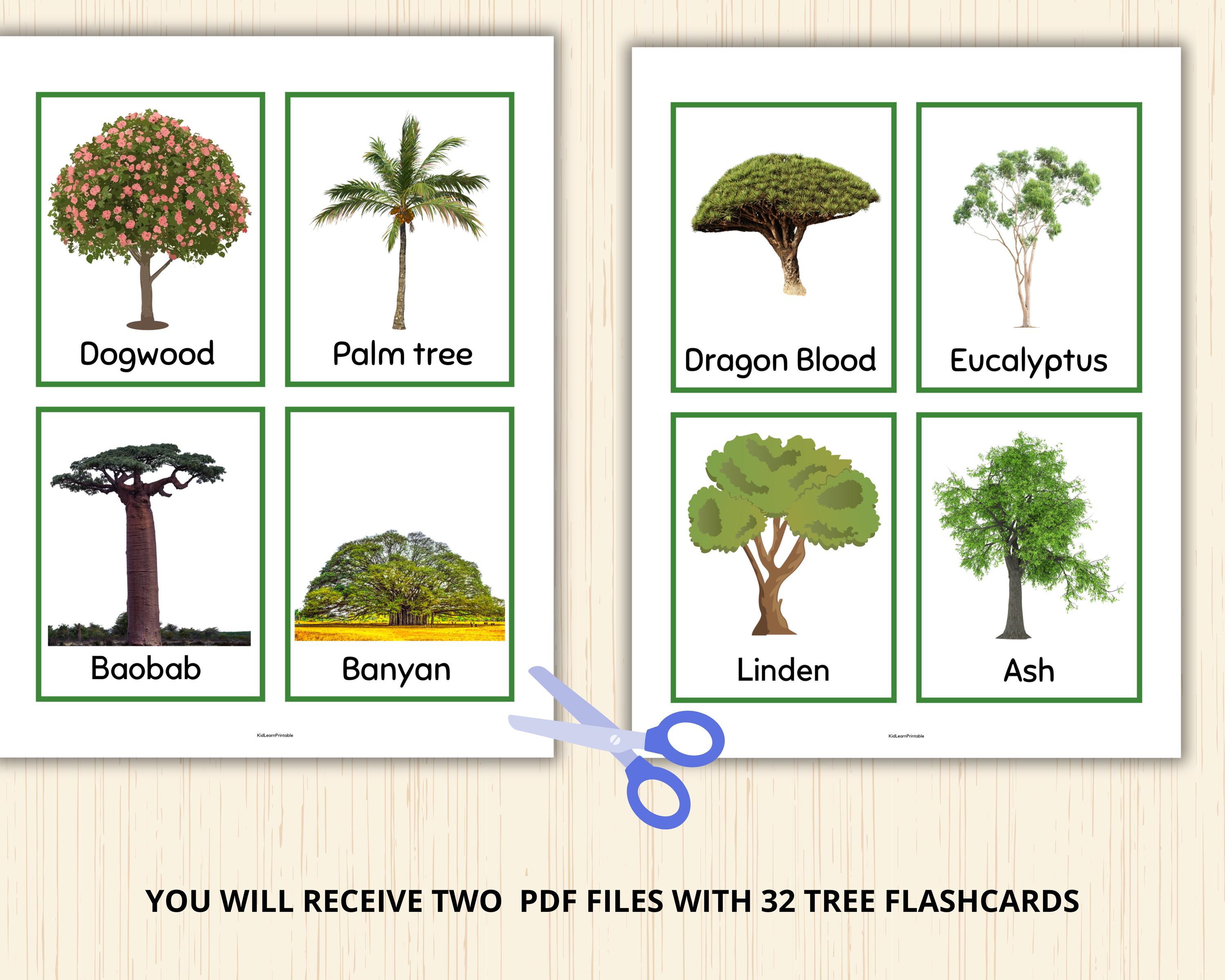 Tree Flashcards,tree Montessori Preschool,tree Unit Study,forest ...