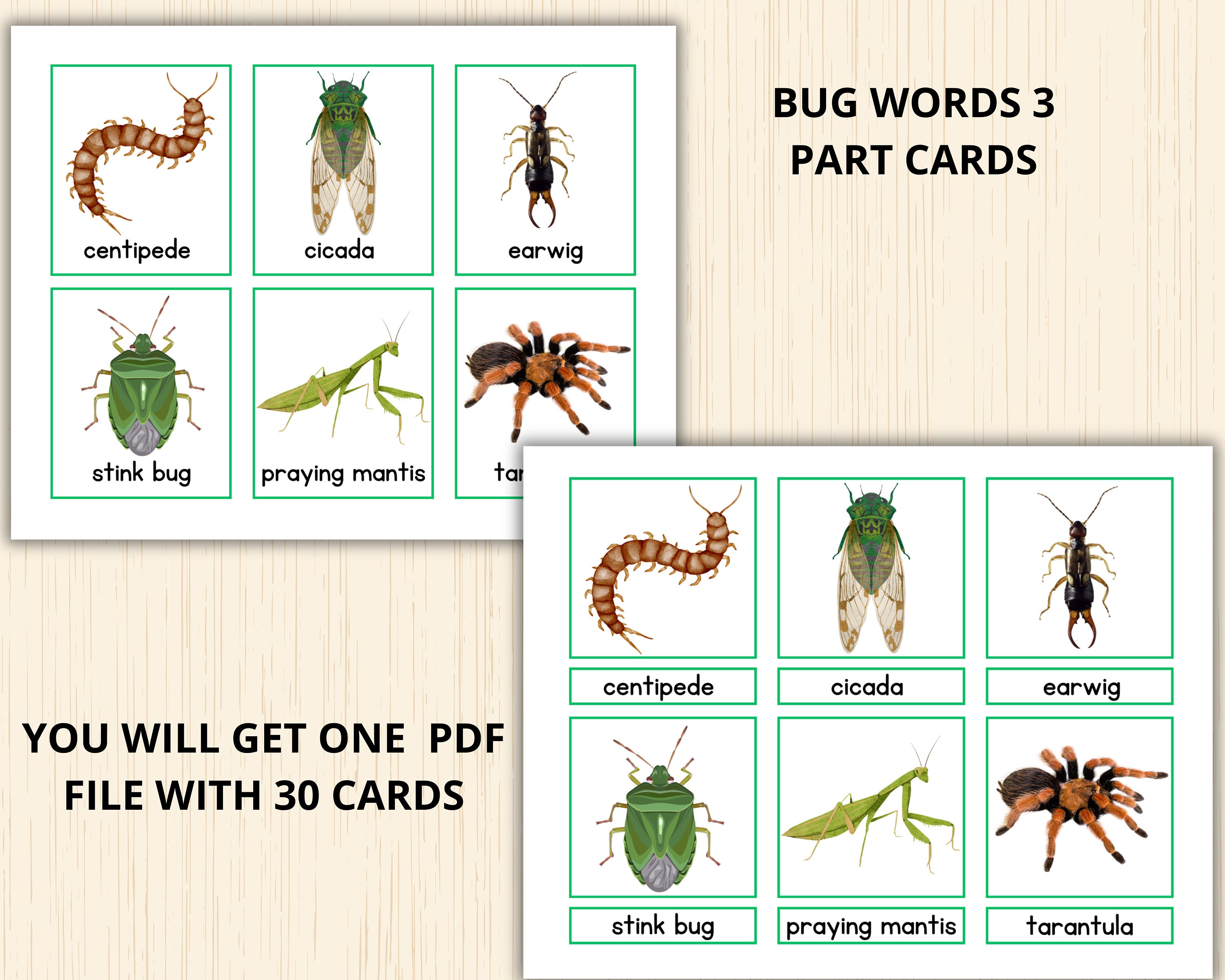 Insect Montessori Printable 3 Part Cards,bug Montessori 3 Part Cards ...