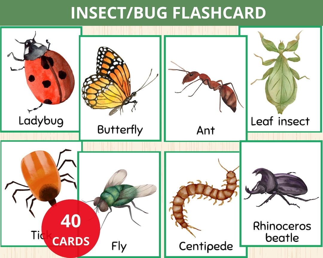 Insect Flashcards,bug Flashcards,bugs Montessori Preschool,bug ...