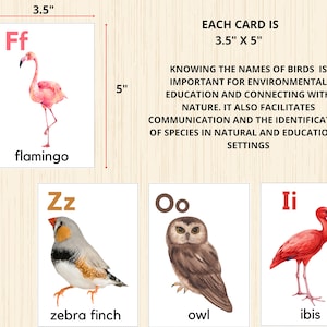 Birds Flashcards, Birds Alphabet Cards, Alphabet Flash Cards, Birds ...