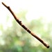 Handcrafted Japanese Cherry Long Ritual Wand Druids Wand | Celtic ...