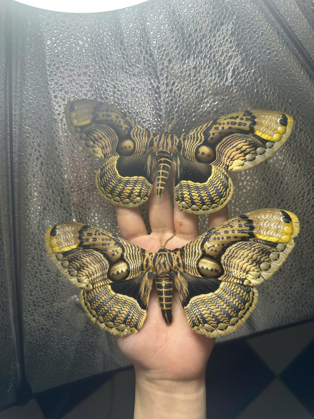 Brahmaea Wallichii / Owl Moth Unspread/framed - Etsy