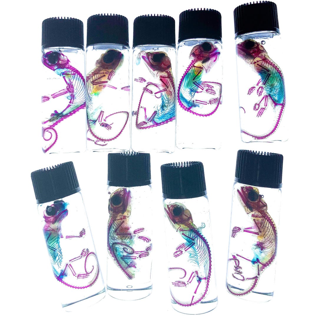 Diaphonized Chameleon ~ 10/20% off for Orders Over 100/200 With Code ...