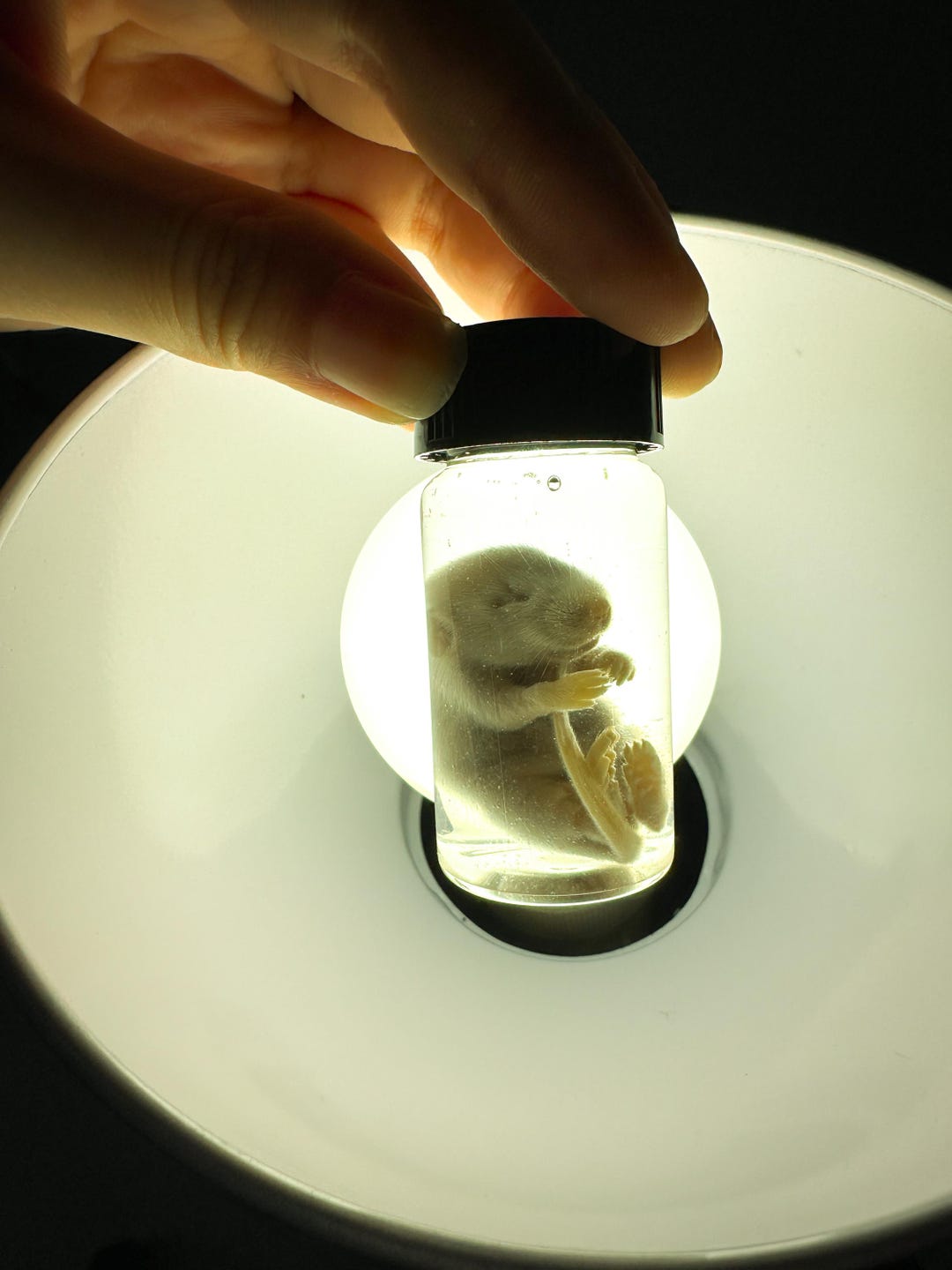 Fuzzy Mice Wet Specimen - Etsy Australia